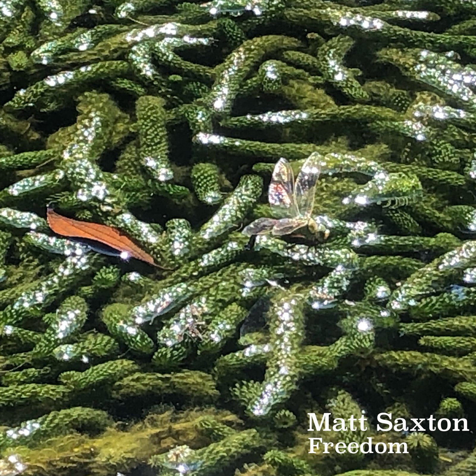 Freedom by Matt Saxton: Review | Illustrate Magazine